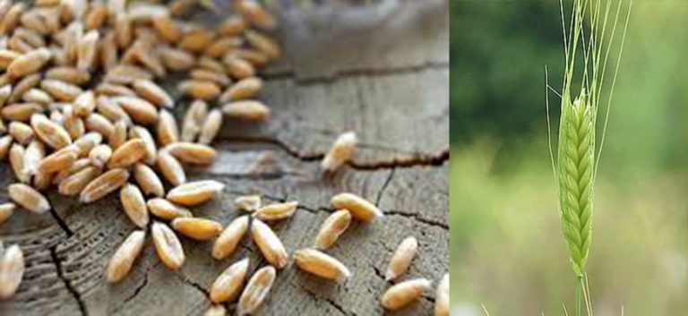 Grau Spelta - cea mai buna cereala din lume