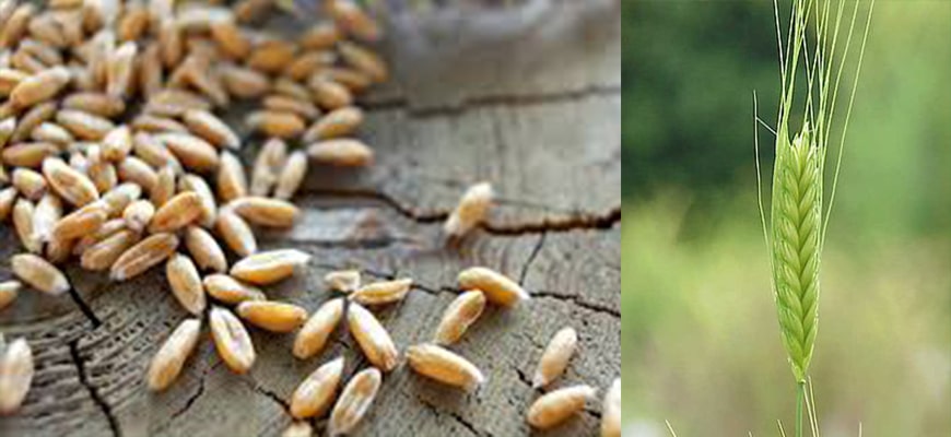 Grau Spelta - cea mai buna cereala din lume