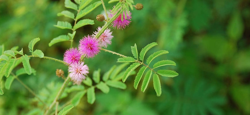 Mimosa Pudica - pe cat de timida, pe atat de benefica - Blog Paradisul ...