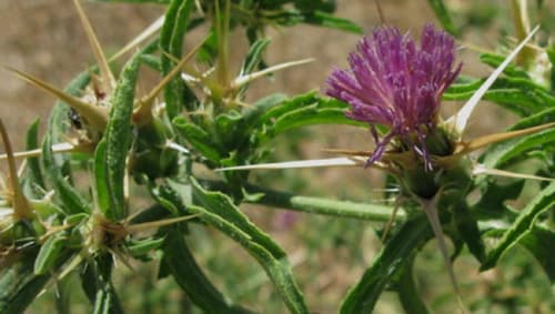 Ceai de ghimpe 100g Kotys